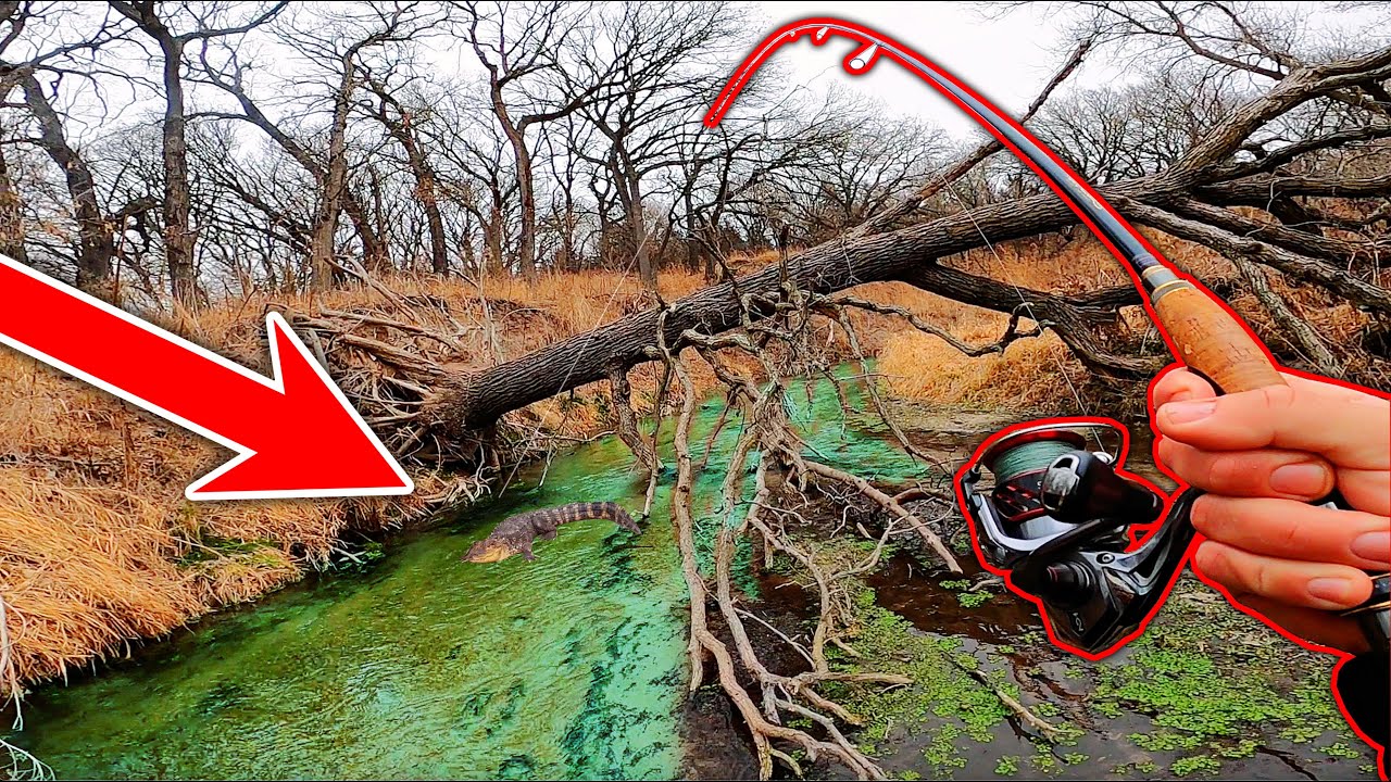 The last creature I wanted to see appears in tiny creek