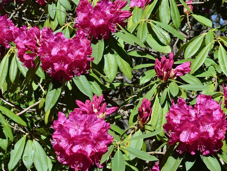 Rhododendron düngen: Nutze dieses einfache Abfallprodukt