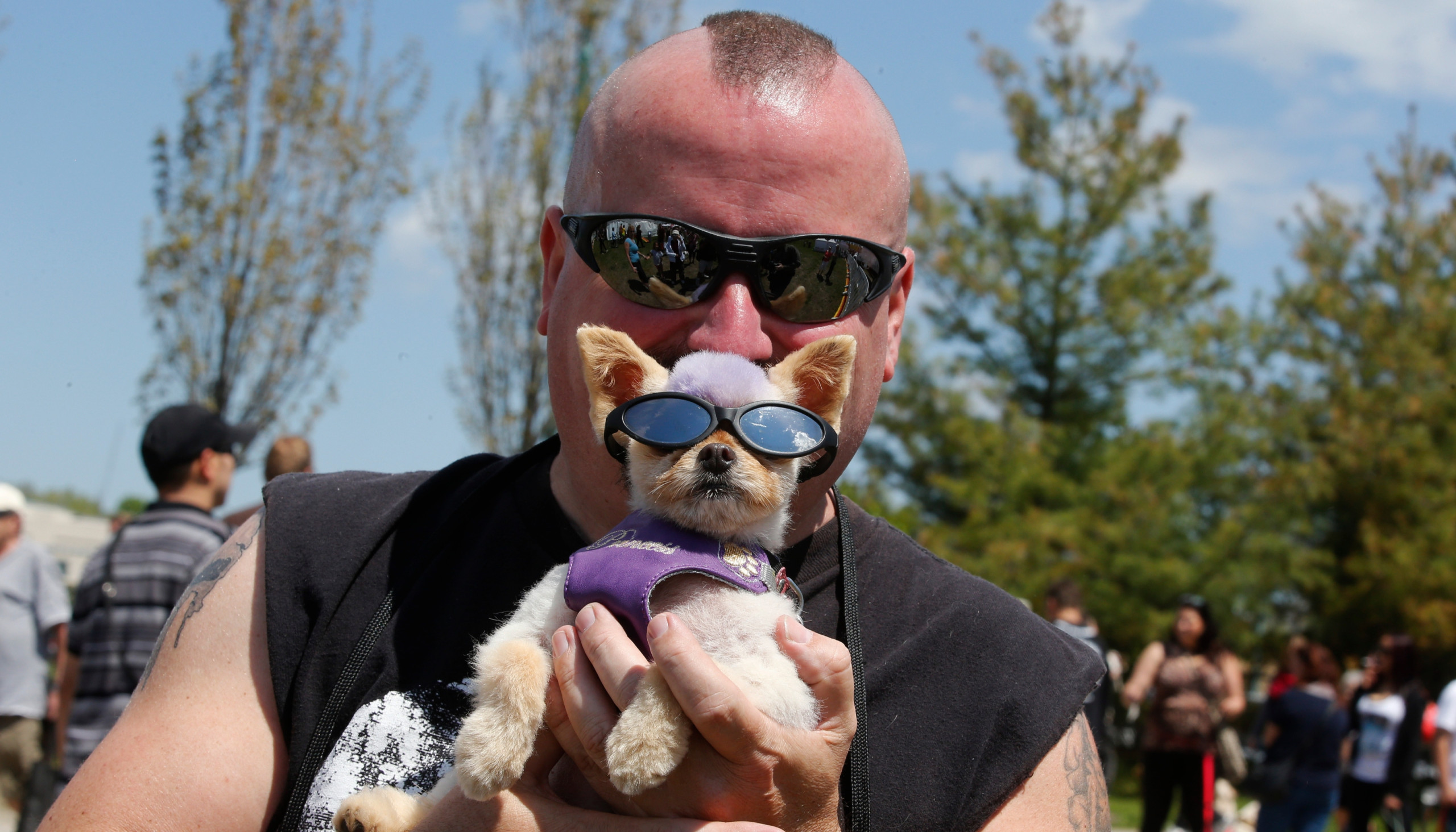 A guide to the most intelligent dog breeds