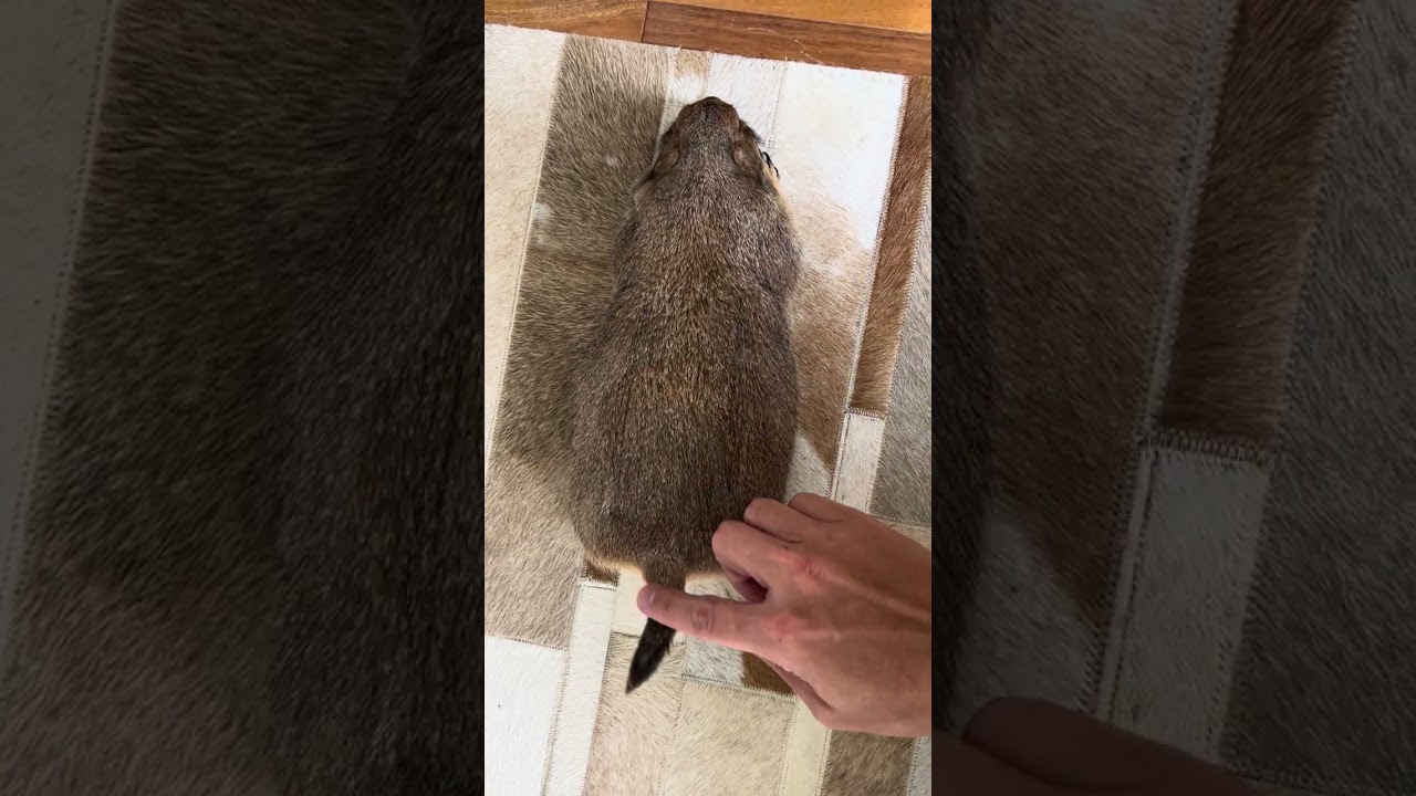 Poppy the Prairie Dog Wahoo Moment