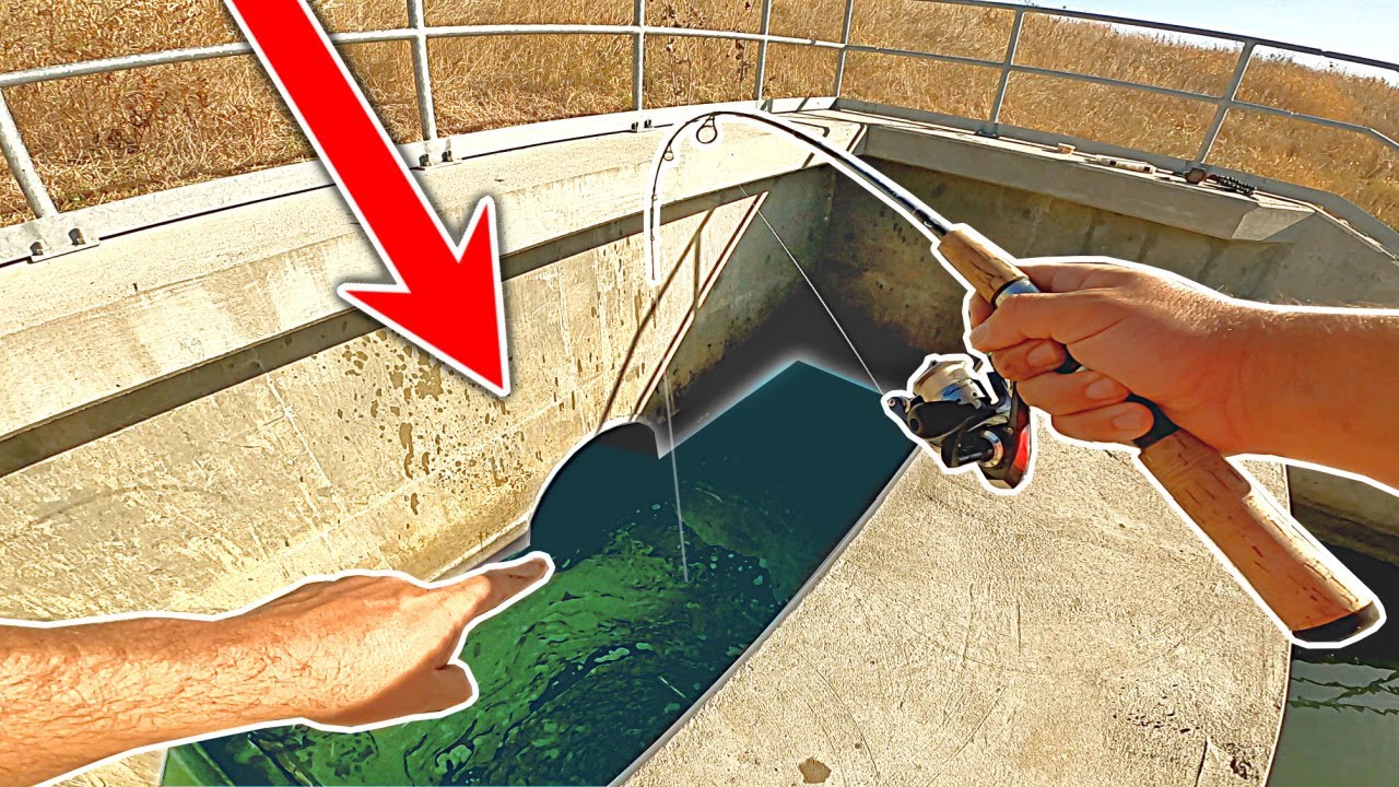 I found hundreds of fish trapped in a tiny drain