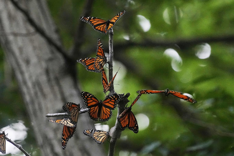 Monarch butterflies wintering in Mexico rebound this year