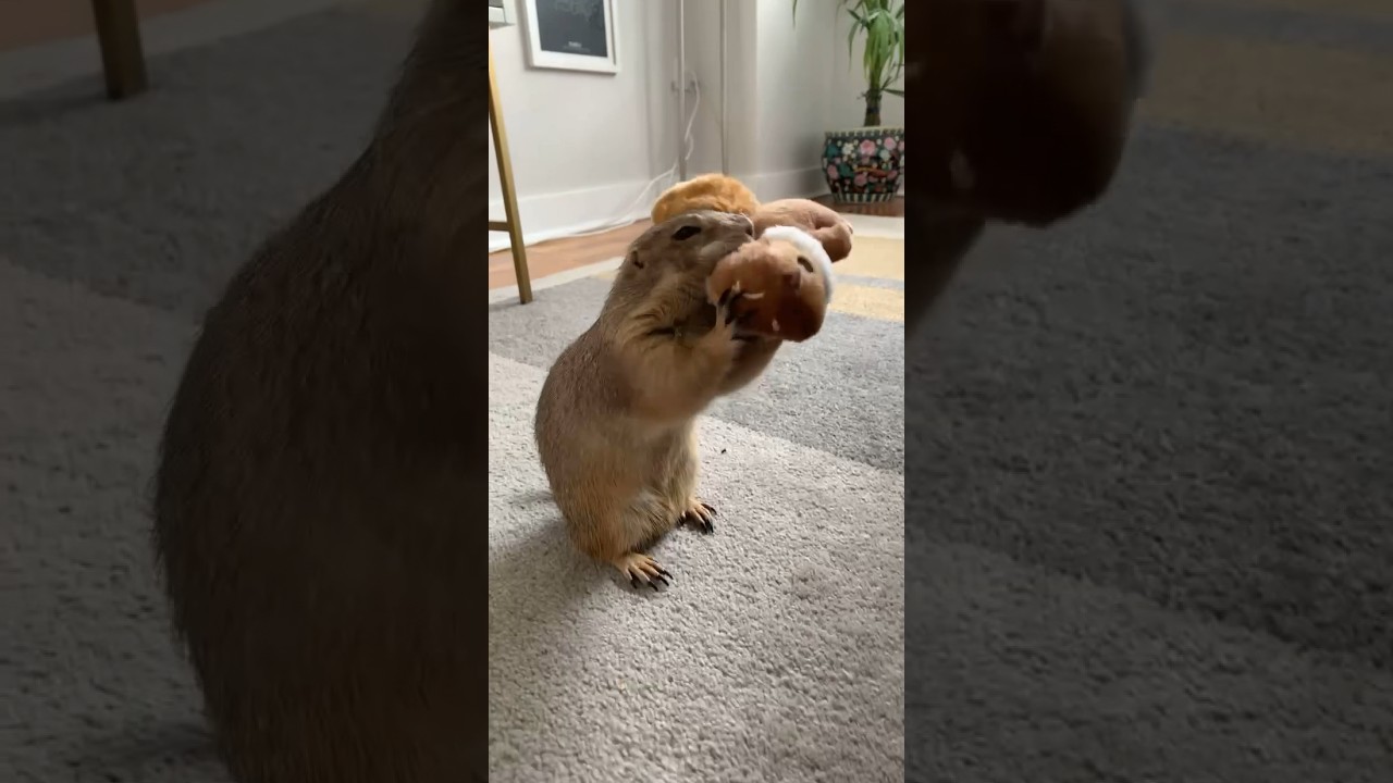Prairie Dog Carries Tiny Friend Around the House