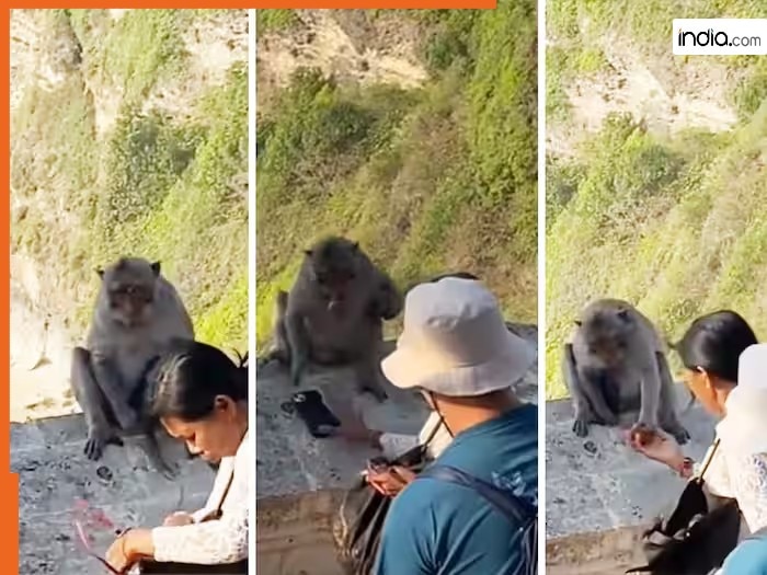 Bandar Ka Video: मोबाइल छीनकर रिश्वत मांगने लगा बंदर, फिर जो हुआ खुद ...