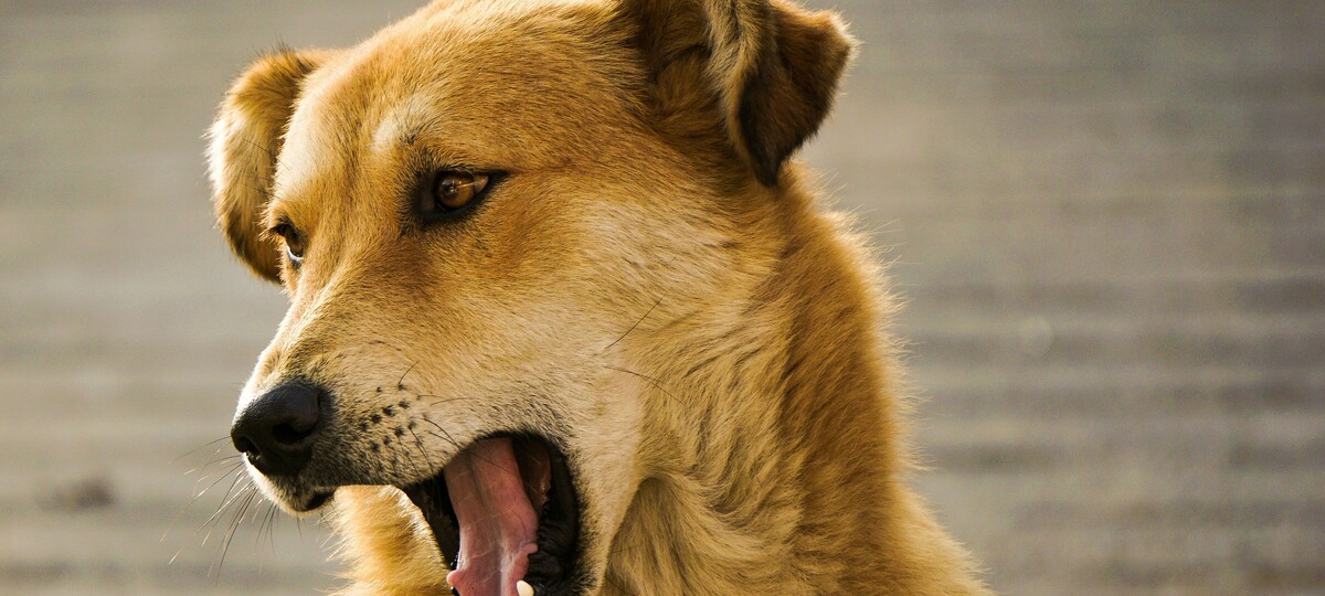 Better Treatments For Nuisance Barking Than Devocalization