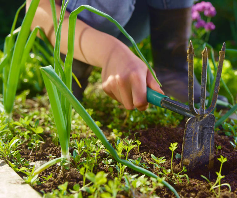 Gardening habits plant experts say you should break this year – 5 ...