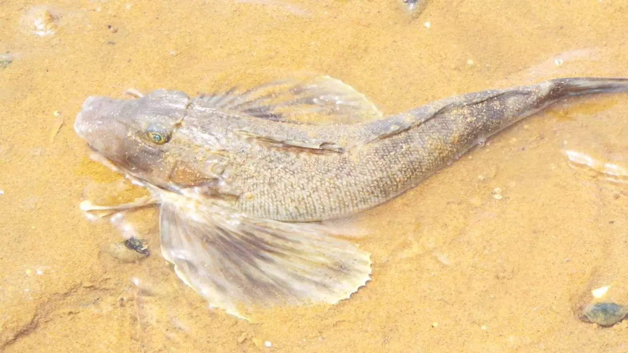 Northern sea robin: A unique fish with ‘crab legs’ that feeds and walks ...