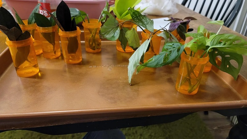 Gardener shares ingenious hack for reusing old pill bottles: 'I love ...