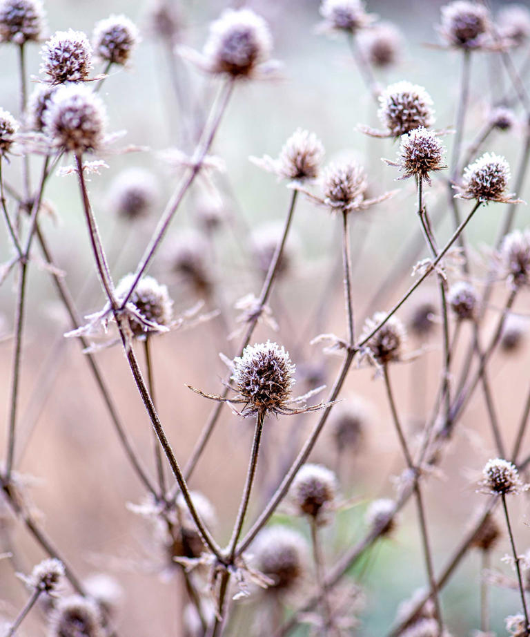 Wildlife Experts Warn These 3 Fall Yard Clean-Up Mistakes Could Harm ...