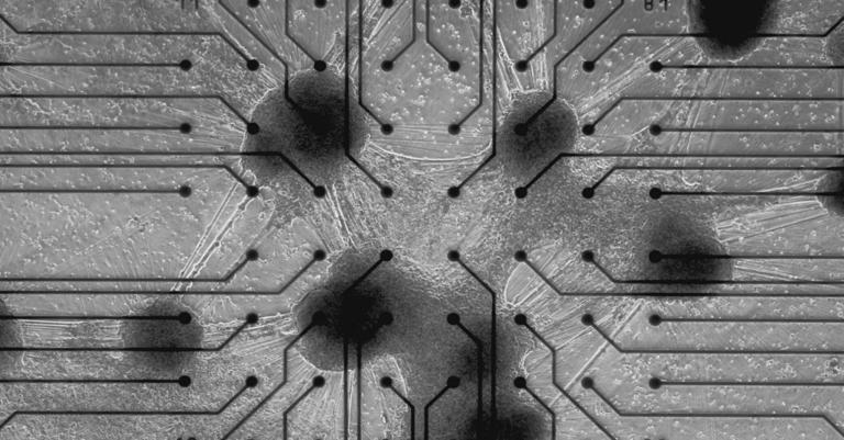 CL1: el primer ordenador biológico comercial que funciona con neuronas humanas