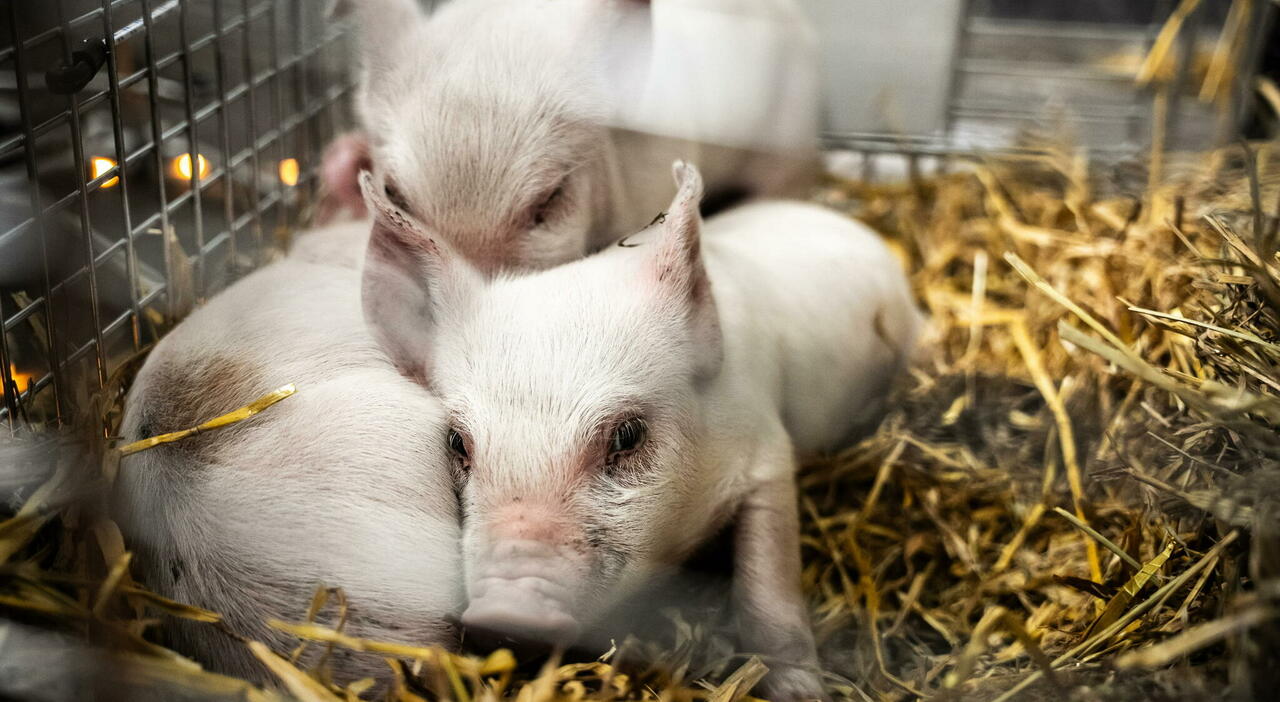 Maialini chiusi in gabbia e destinati a morire di fame per una mostra d ...