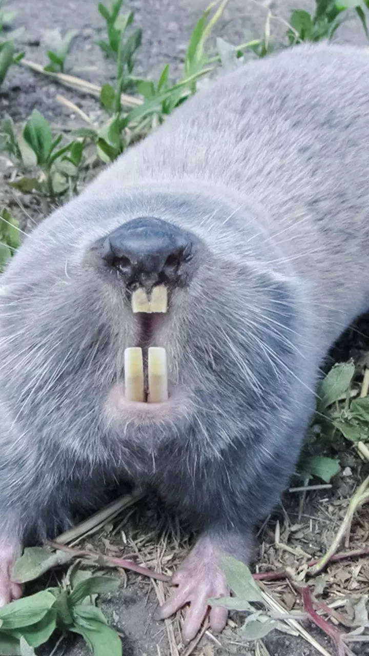 10 animals that spend their life underground