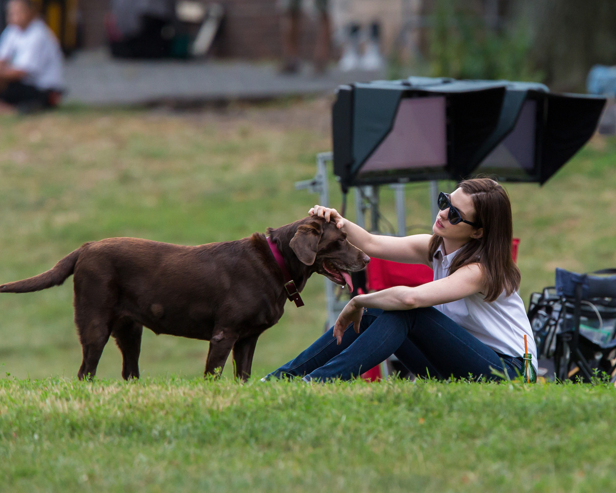 These are the longest-living dog breeds