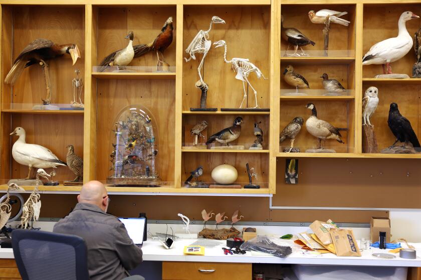 Smoke detectors in the sky: Will wildfire affect bird behavior?