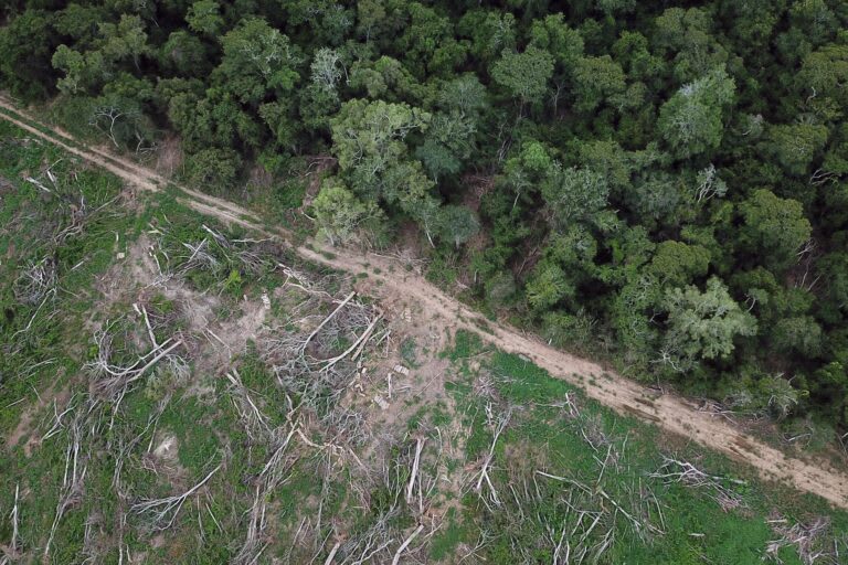 Rich nations fuel global biodiversity loss at ‘disproportionate’ scale ...