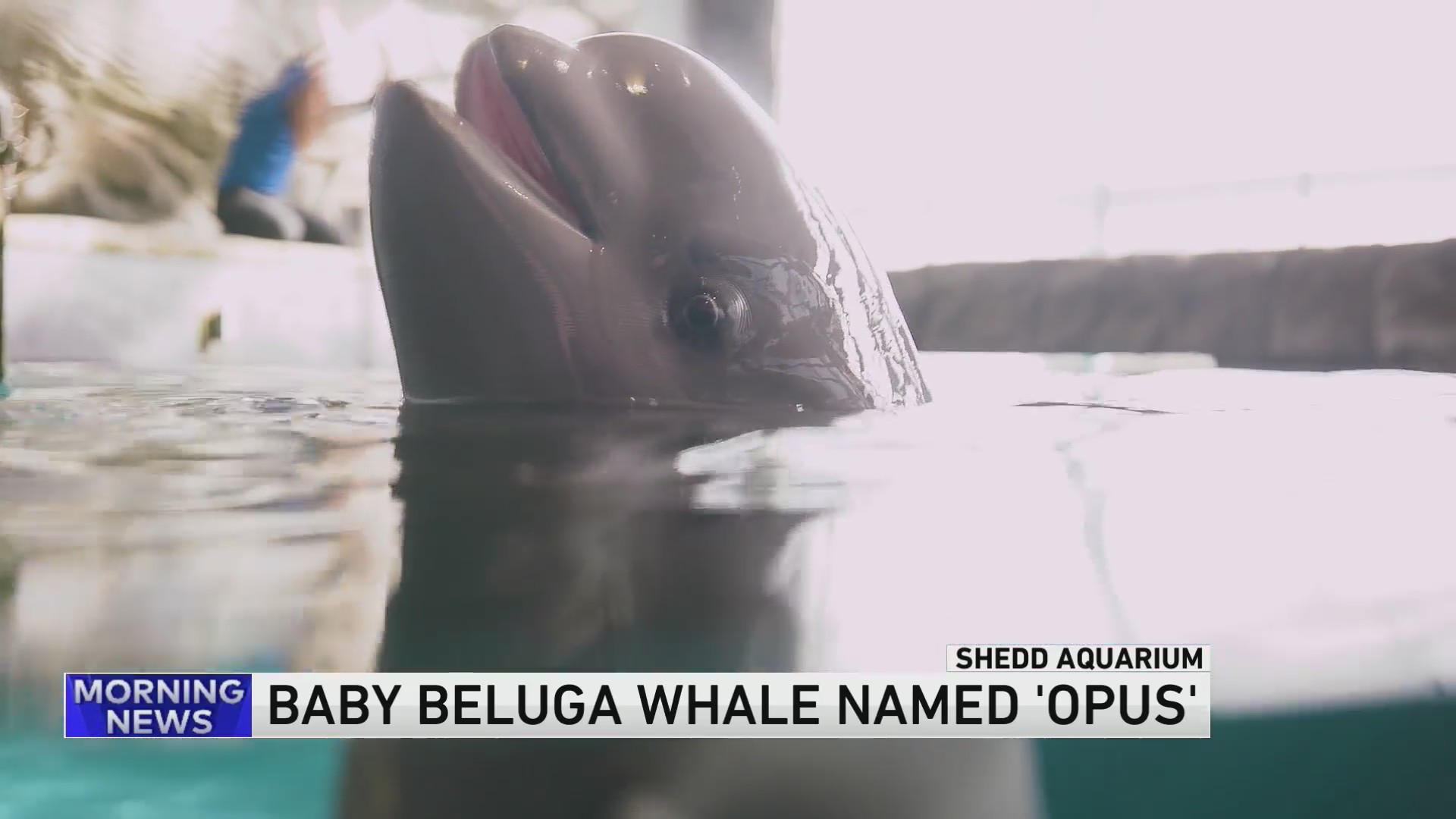 Shedd Aquarium reveals baby beluga’s new name