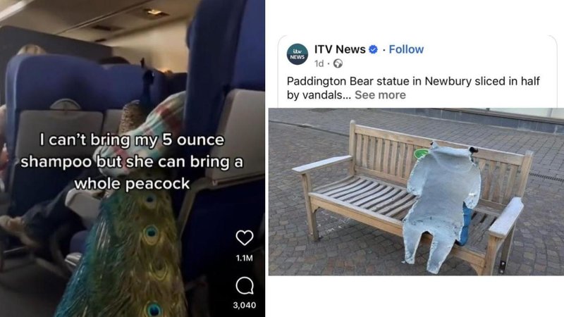 26 Dumb Funny Photos No One Was Expecting