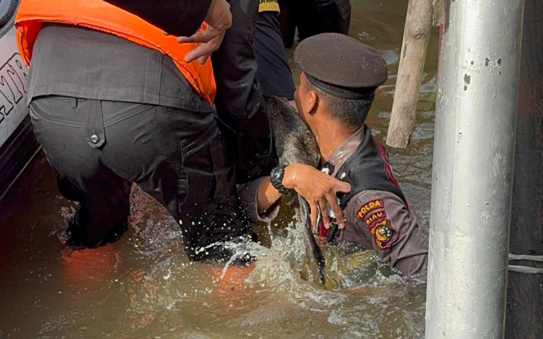 Aksi Heroik Polisi Menerjang Banjir demi Evakuasi 3 Ekor Kucing Aksi Heroik Polisi Menerjang Banjir demi Evakuasi 3 Ekor Kucing