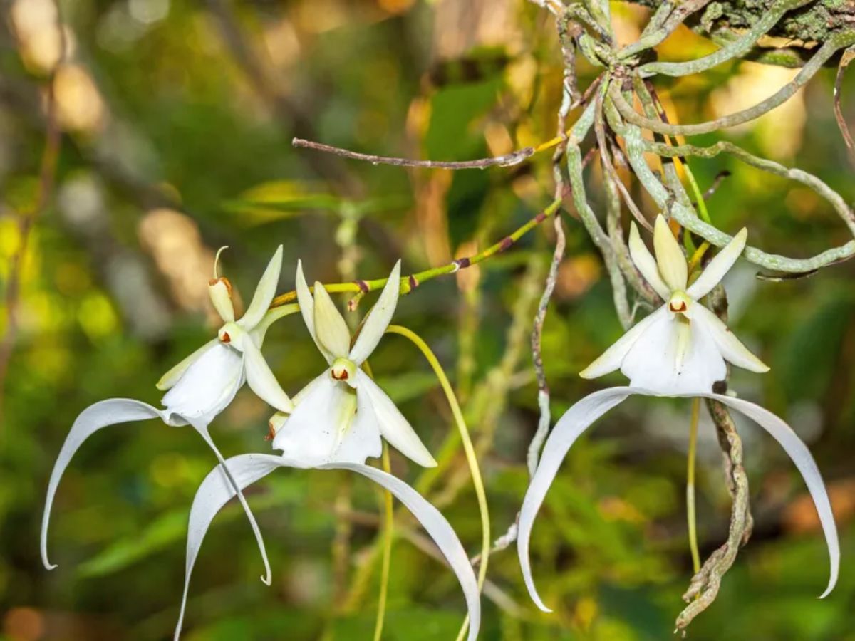 6 of the World’s Rarest Flowers Ever