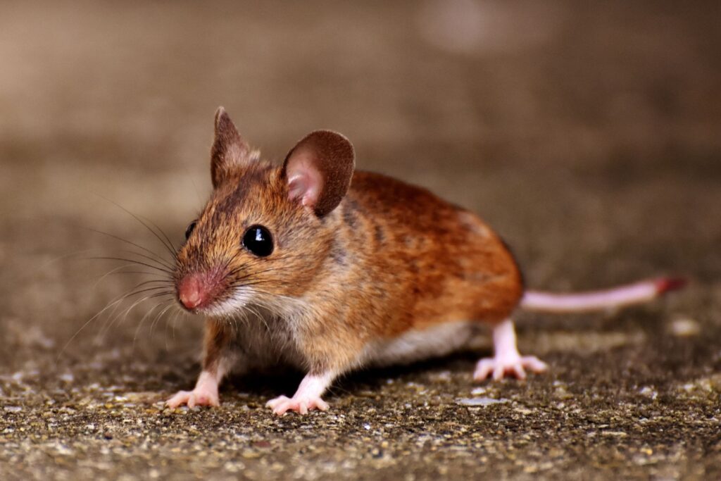 Tiny 'Woolly Mouse' Raises Big Questions About Extinct Species ...