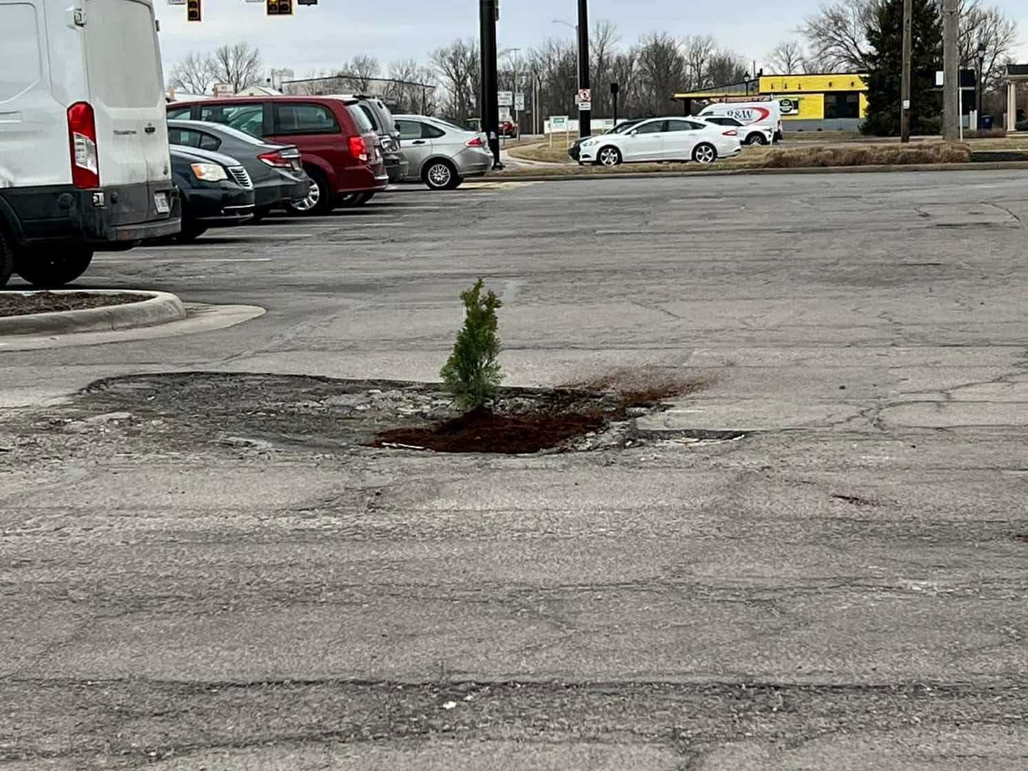 Tree planted in pothole in the middle of Ohio road