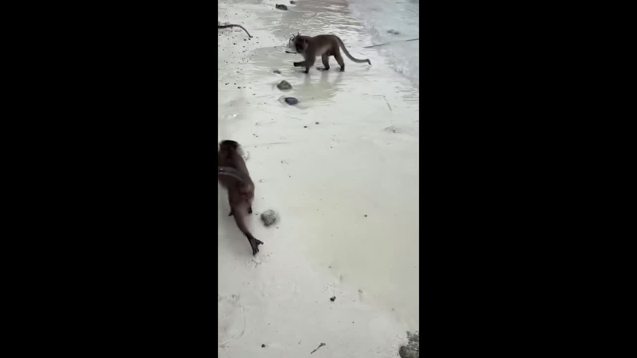 Monkey attacks tourist recording him on beach in Thailand