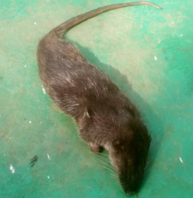 Danané : Un animal rare capturé