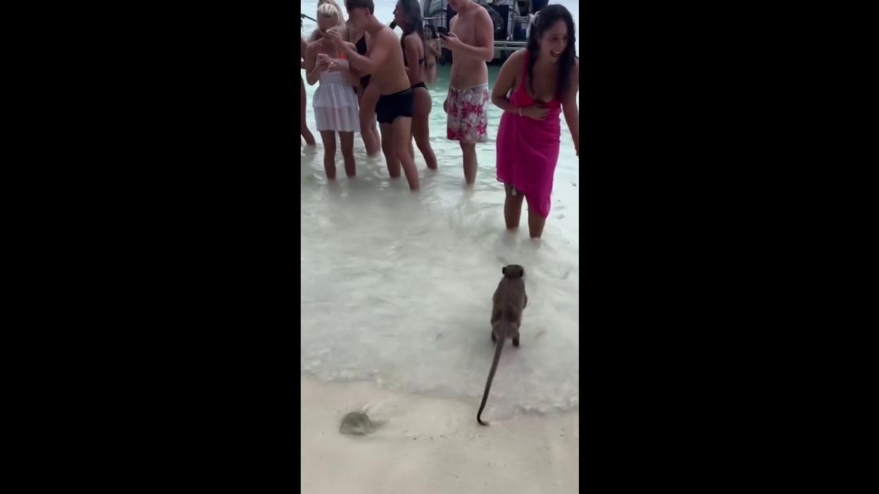 Monkey attacks tourist recording him on beach in Thailand
