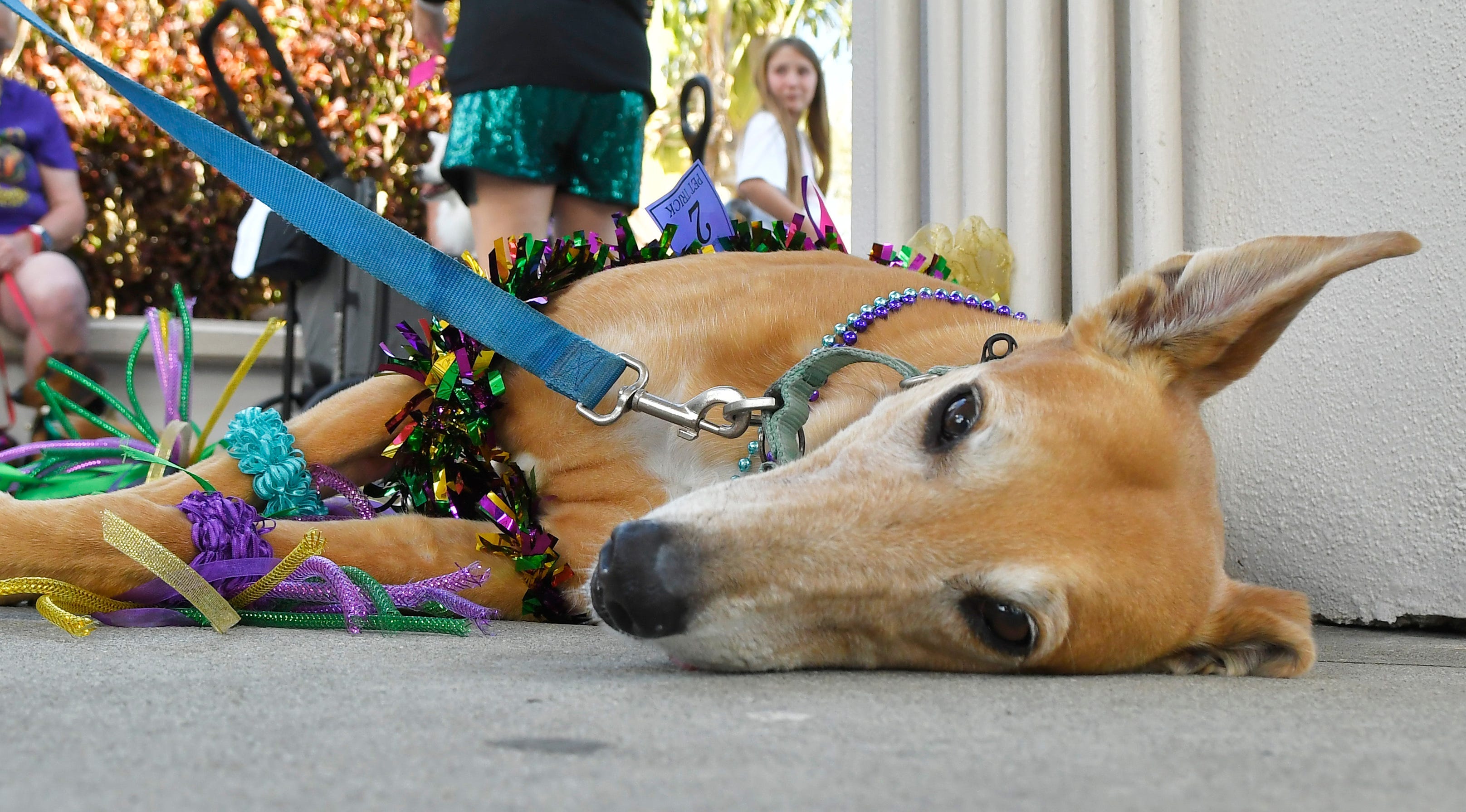 Adopting or own a senior dog? Here's how to help them live a long life