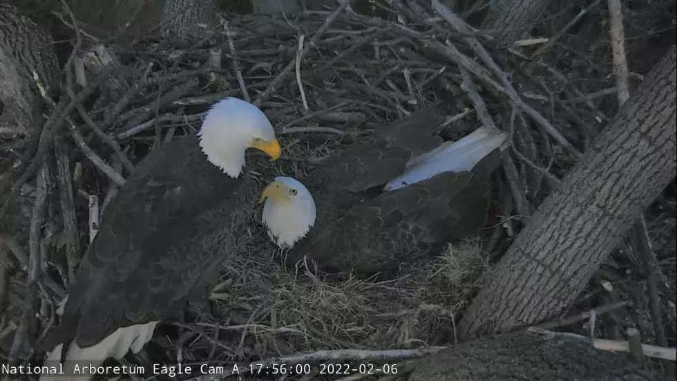 DC's iconic bald eagle couple expecting: Mr. President and Lotus to ...