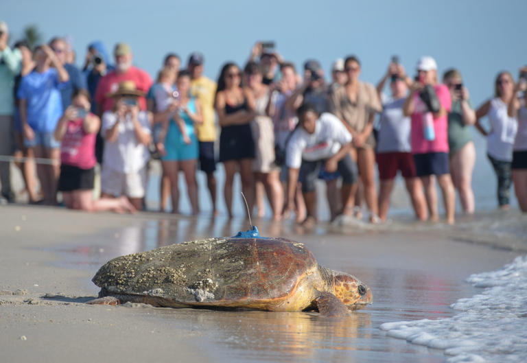 Florida sea turtle nesting season: Where can I see sea turtle nests? When is the season?