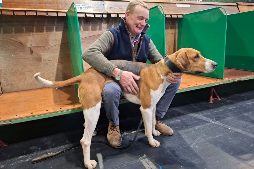 Northumberland working hound wins Best of Breed award at Crufts 2025
