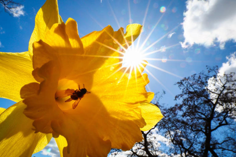 Sonne satt: In Sachsen-Anhalt wird das Wochenende frühlingshaft warm