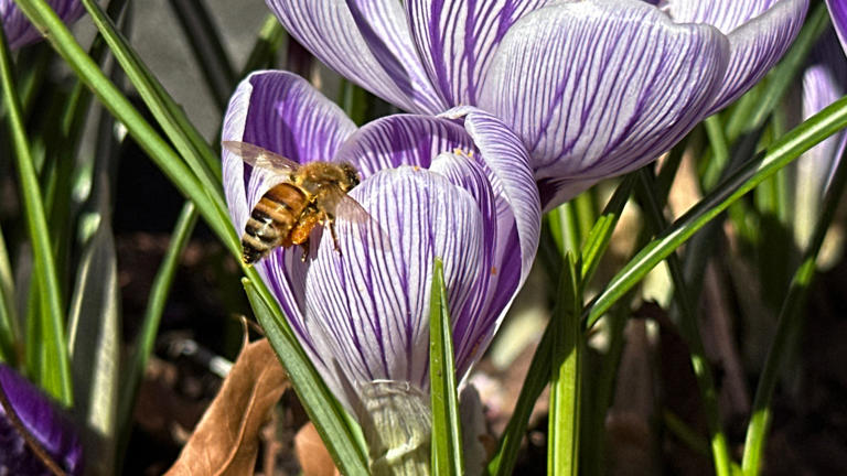 When is the first day of spring, Easter 2025? What to know about this ...