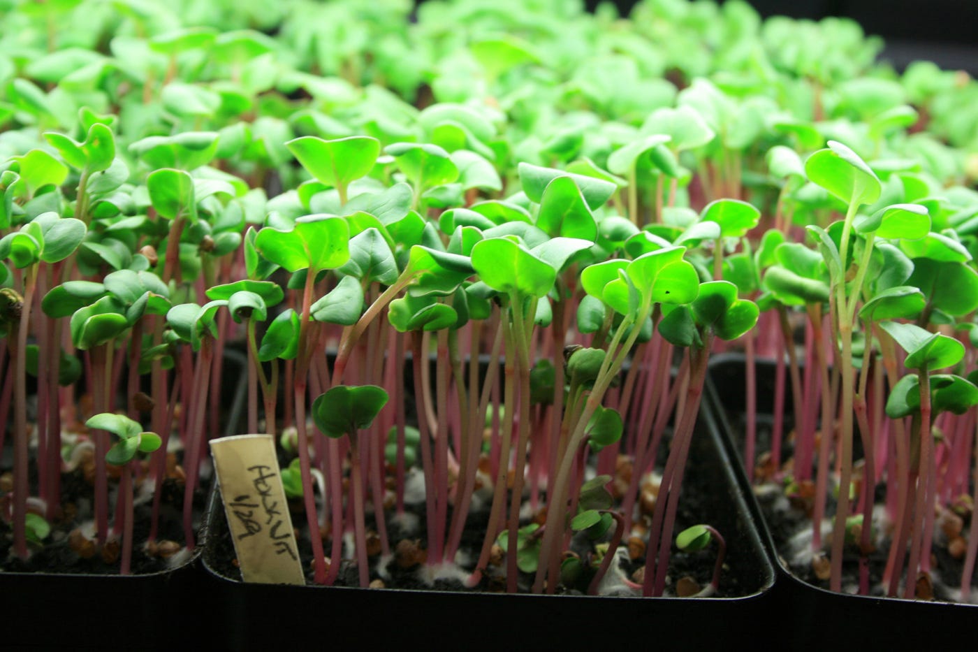 What early crops, seedlings should you plant in March? Here are 3 ...