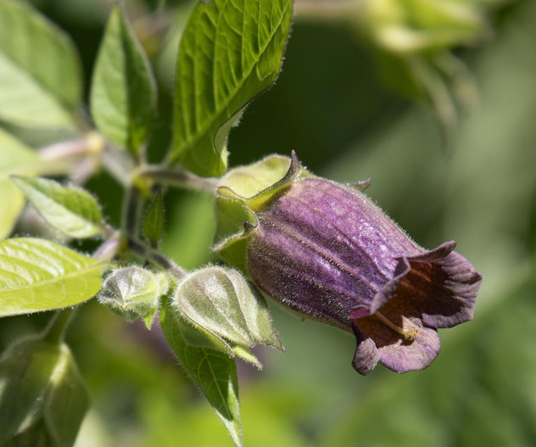 How to remove deadly nightshade – expert advice to safely eliminate ...