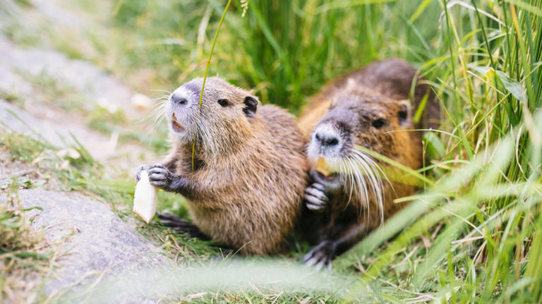 If you can’t beat ’em, eat ’em: Fish & Wildlife wants you to hunt and ...