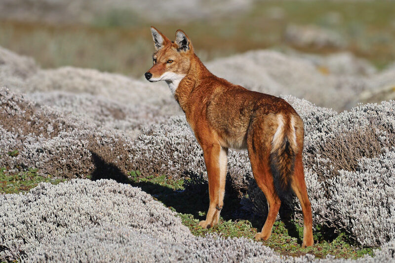 12 Iconic American Animals That Are on the Brink of Extinction ...