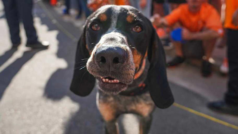 How many teeth do dogs have? (And why it matters)