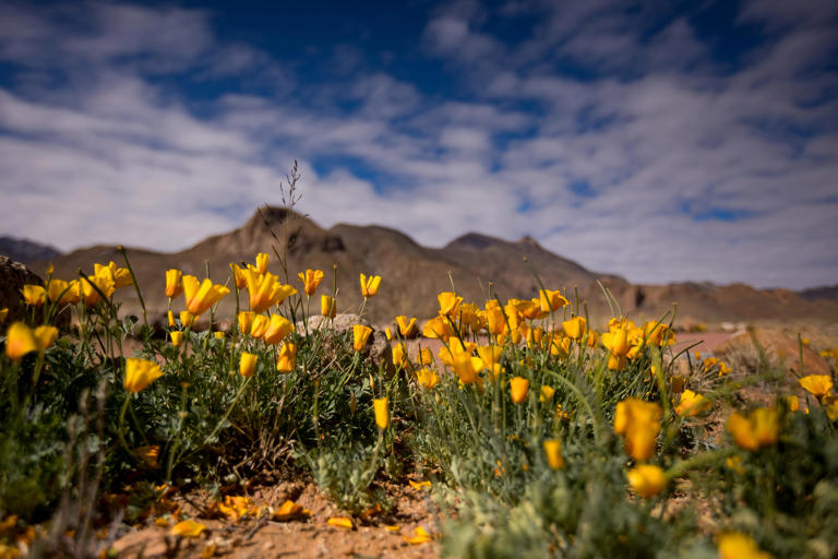 Poppies Fest, rocker Alejandra Guzman, comedian Teo Gonzalez lead ...