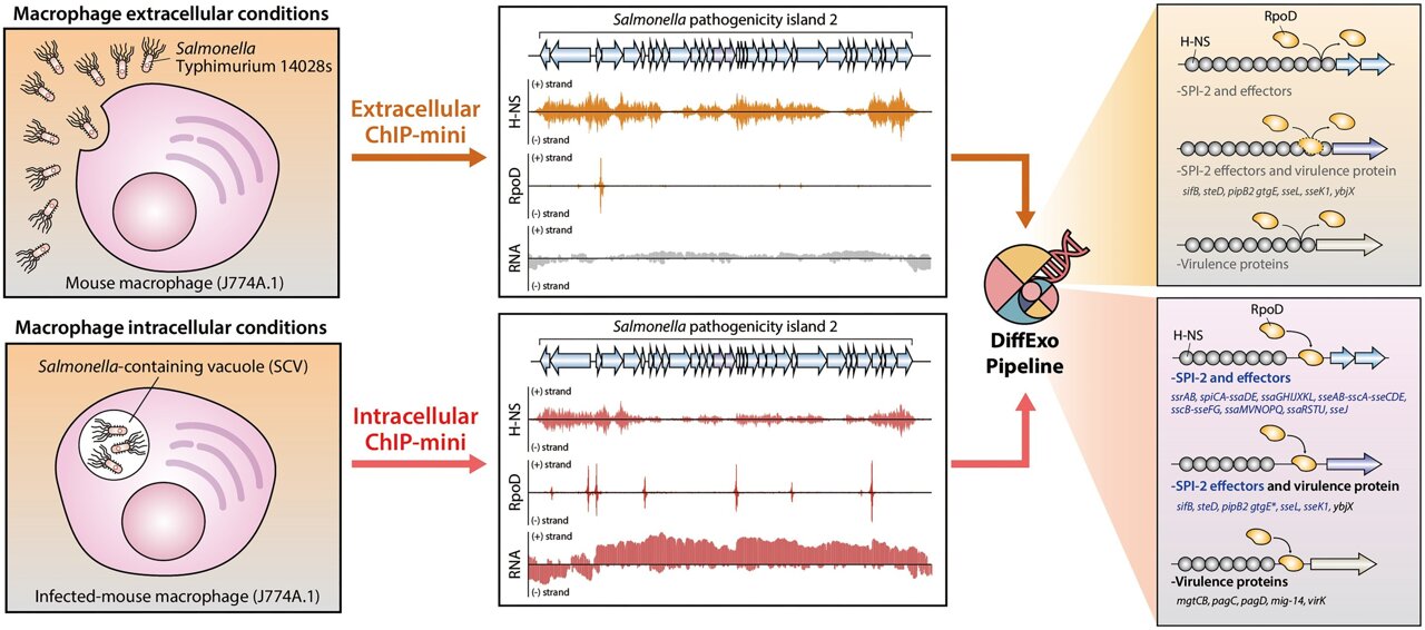 ChIP-mini technology advances analysis of DNA-protein interactions in ...