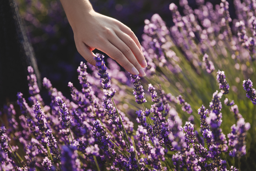 17 plants that brighten the mood