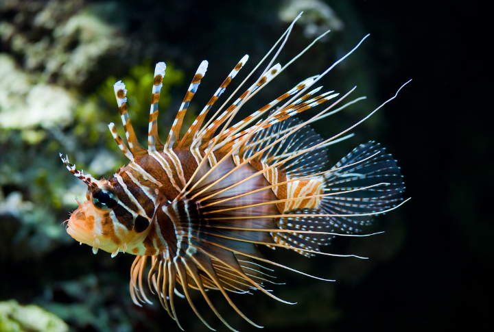 10 Exotic Fish That Seem Like A Good Idea But Aren't