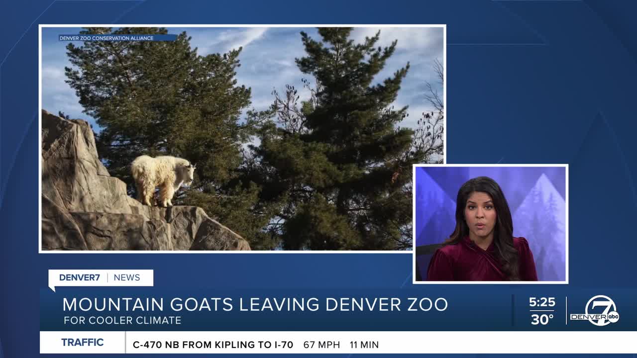 Denver zoo sending Rocky Mountain goats back to Tacoma, Washington