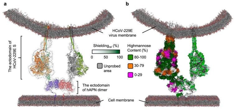 Visualization of the first contact between the earliest reported human ...