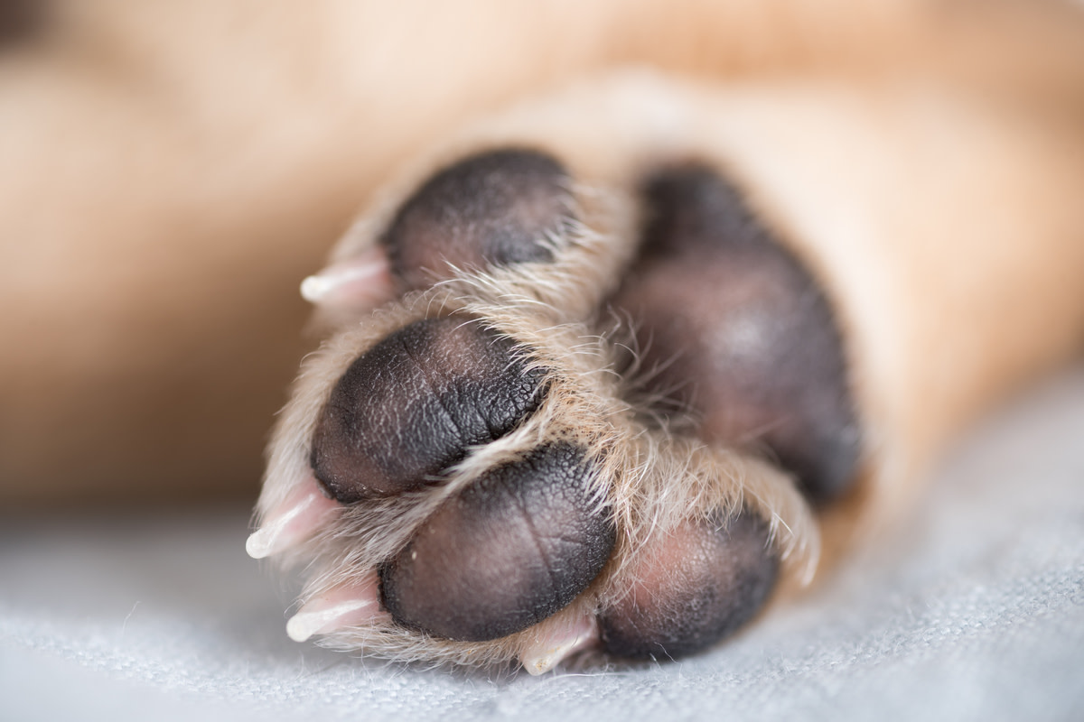 Adorable Terrier Mix Born With Five Paws Is the Cutest Little Oddball ...