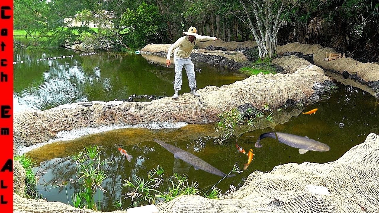 How I Built a Natural Backyard Pond for My Fish