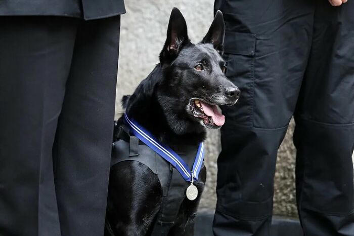K9 Hurricane, Secret Service K9 Legend, Has Crossed The Rainbow Bridge ...