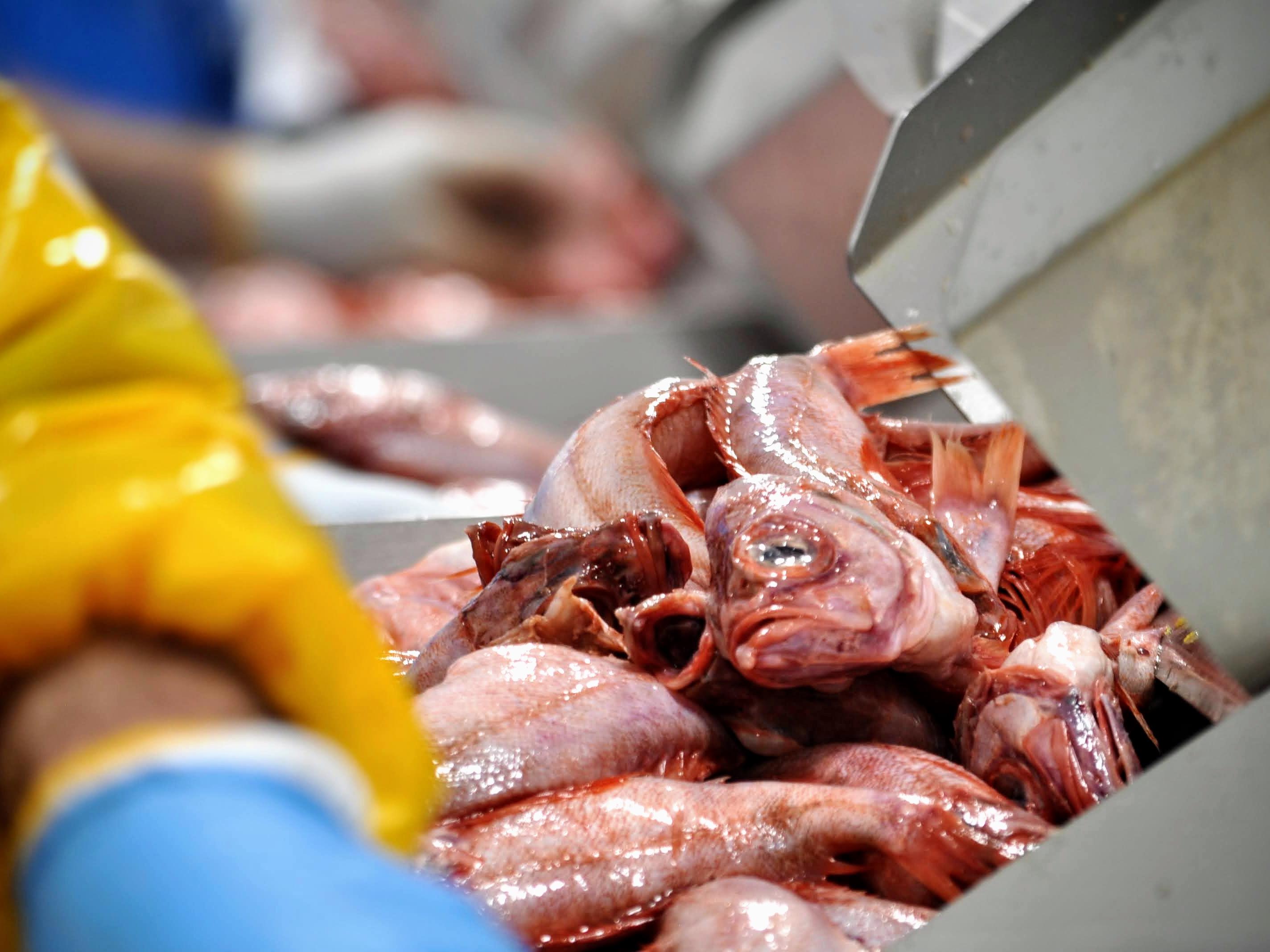 Près de 3,5 millions pour la pêche au sébaste au Nouveau-Brunswick