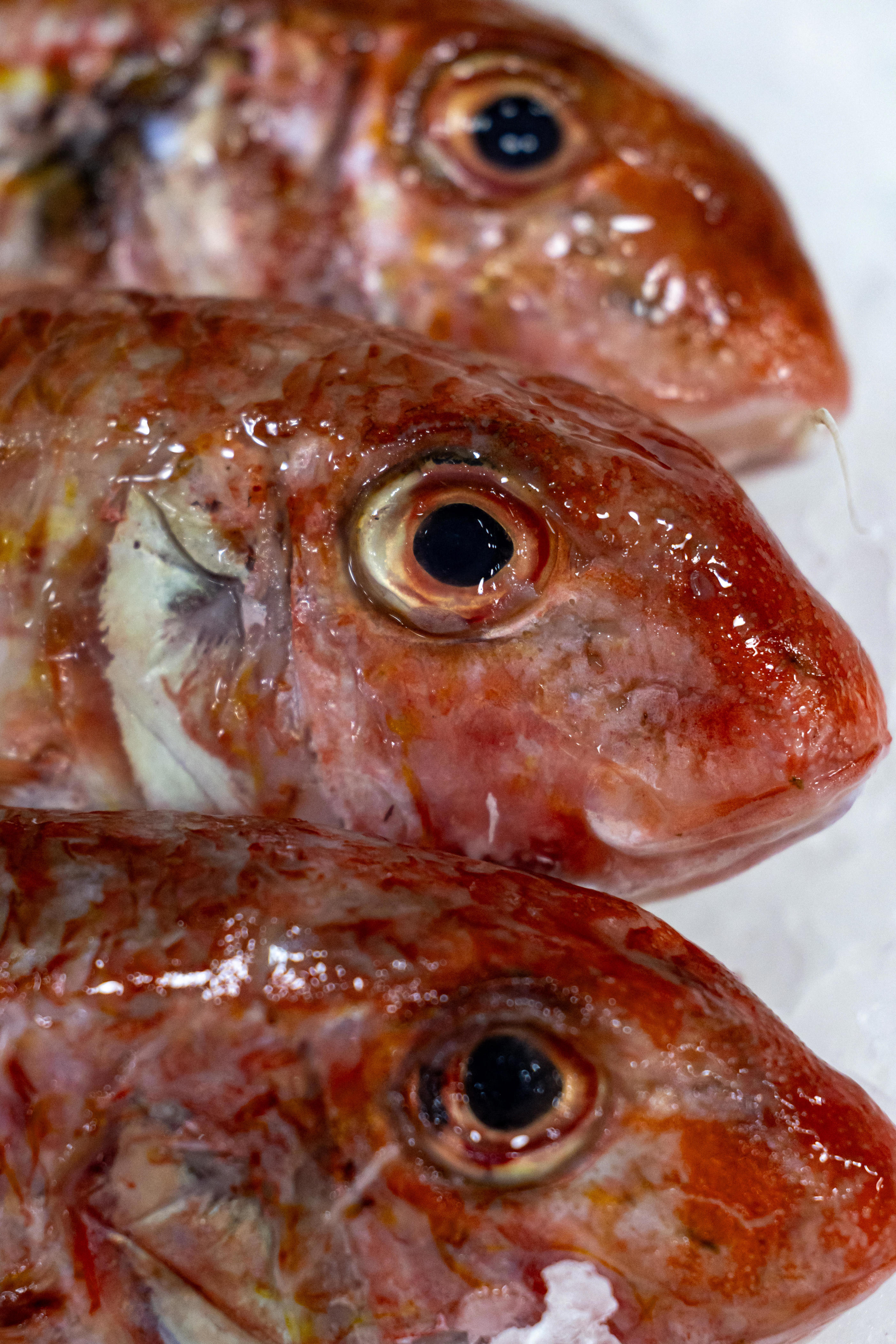 Thousands Of Red Fish Released In Biscayne Bay